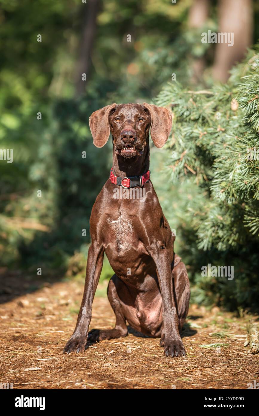 German Shorthaired Pointer GDSP in the forests of Windsor Stock Photo ...