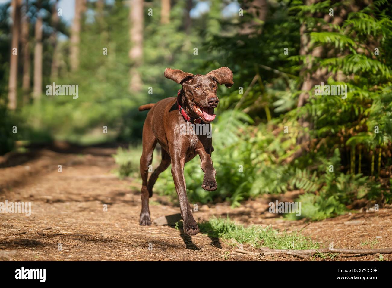 German Shorthaired Pointer GDSP in the forests of Windsor Stock Photo ...