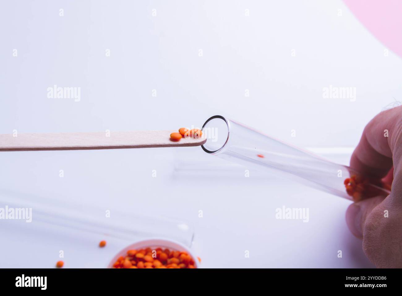 Seed germination test hi-res stock photography and images - Alamy