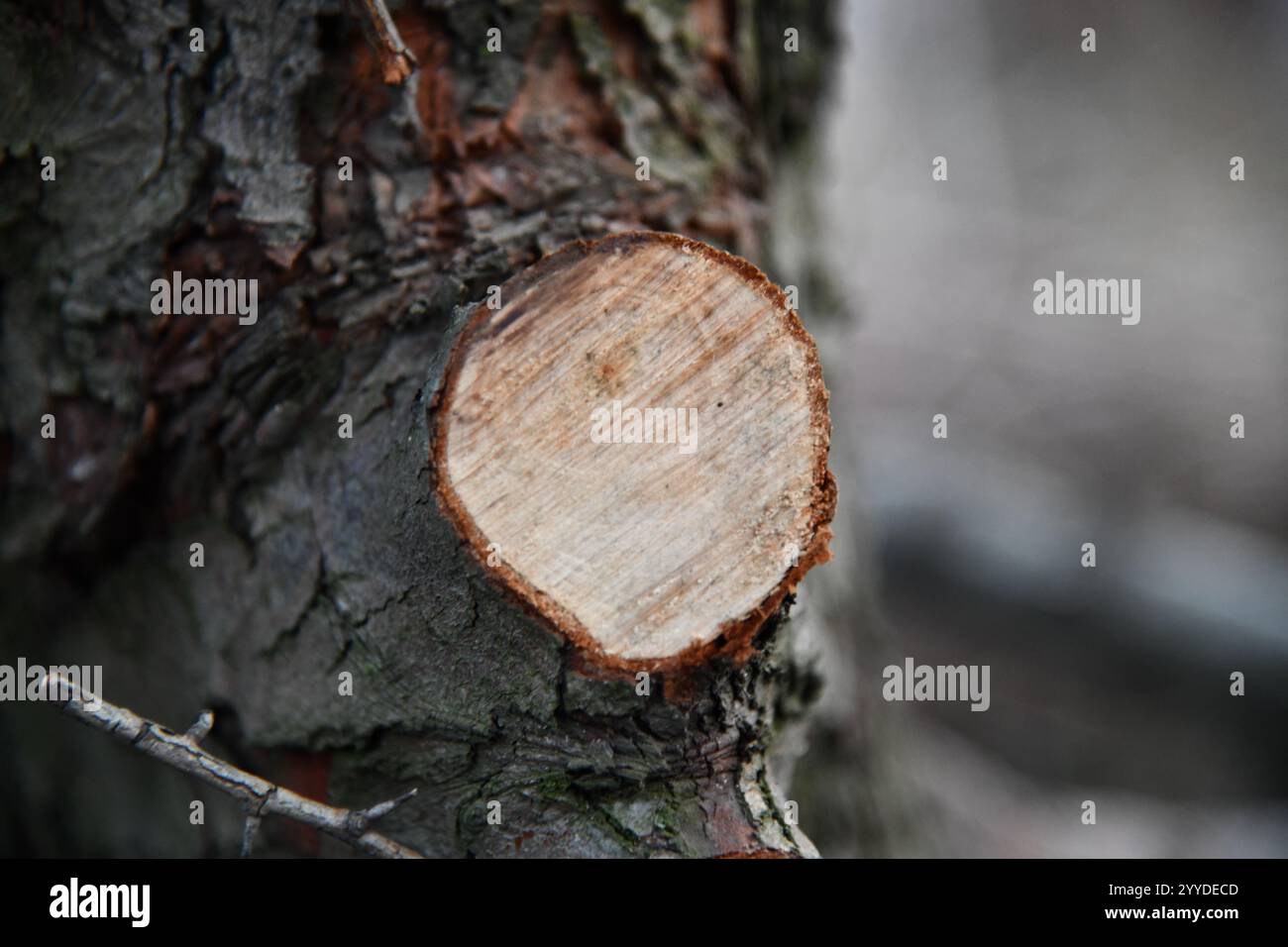 Cross section of tree trunk background. Old wood texture of tree rings ...