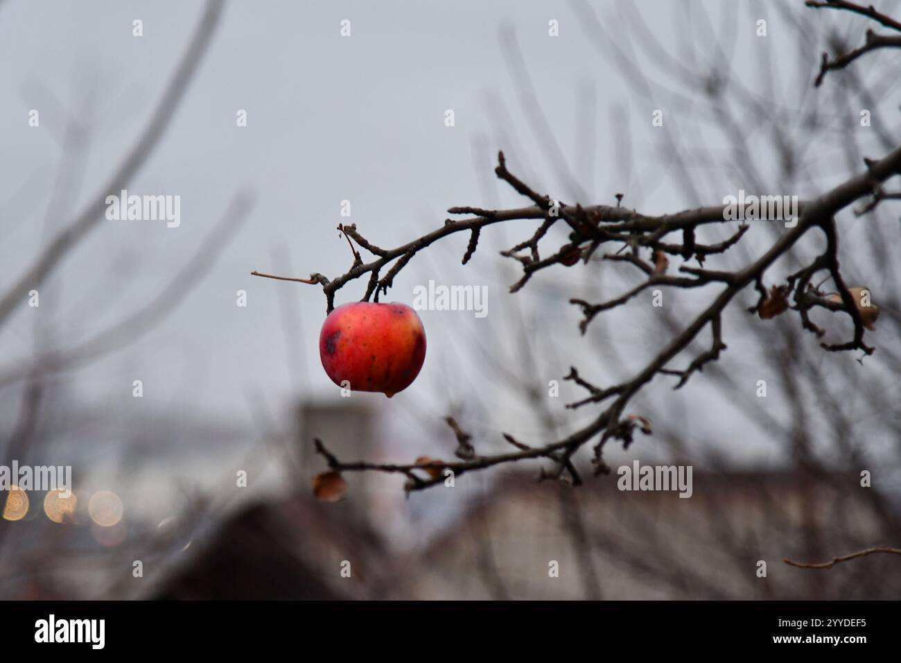 Winter pruning of apple tree agriculture concept .two pruners with ...