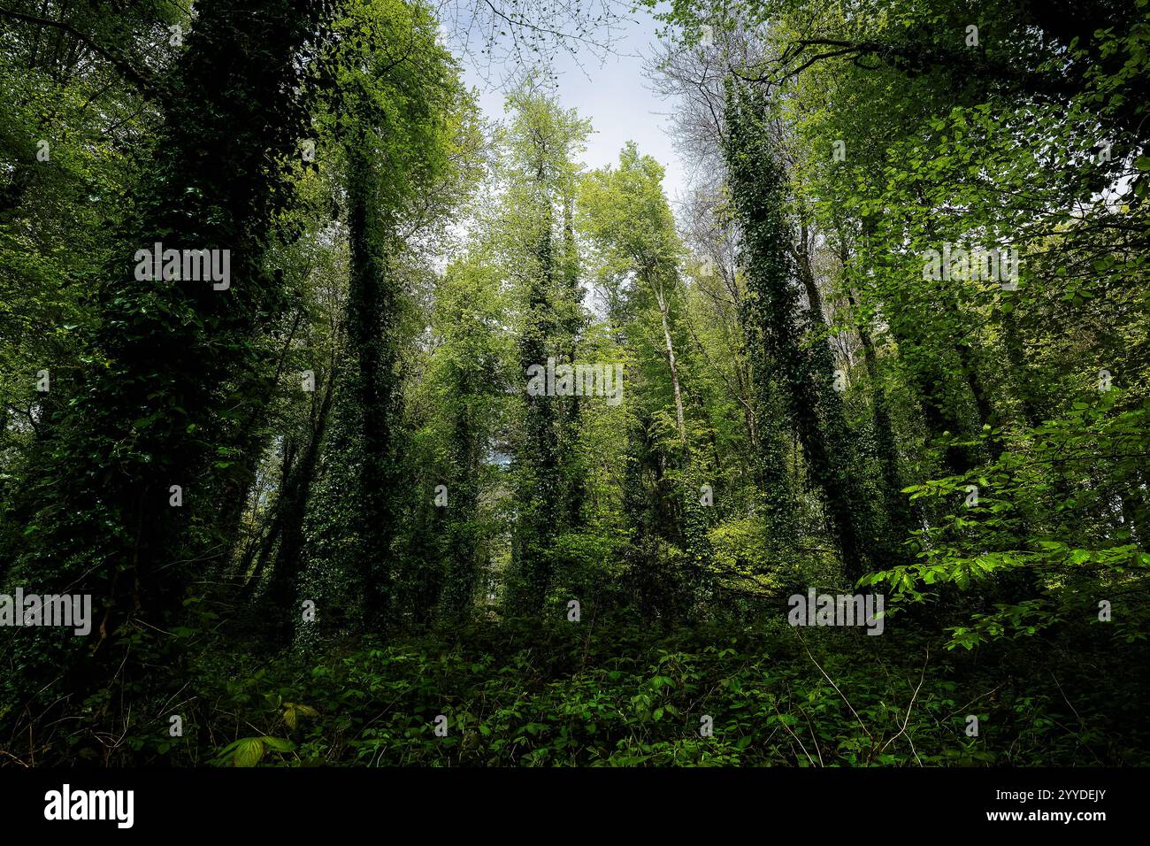 Lush green forest with towering trees and abundant foliage under a cloudy sky Stock Photo - Alamy