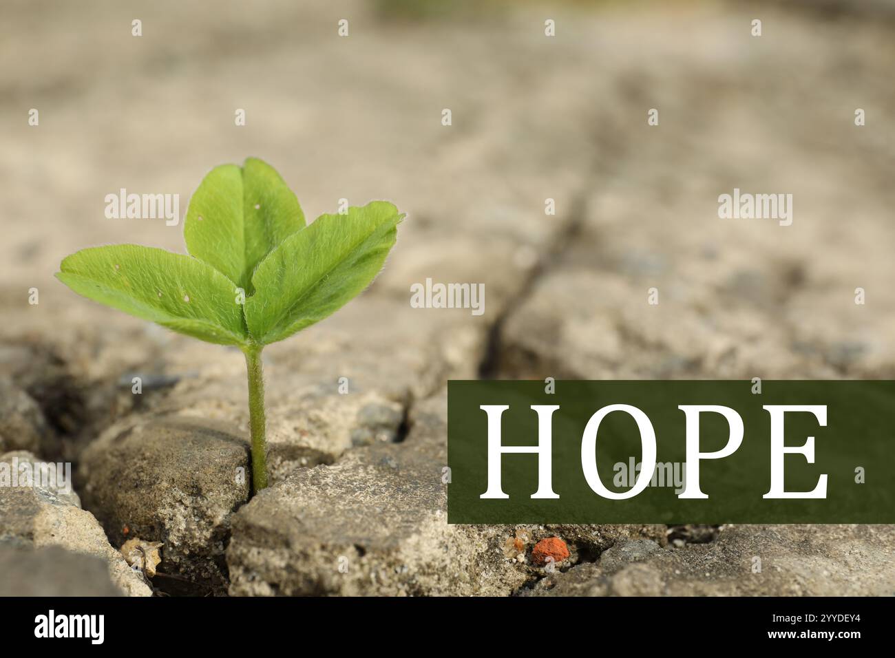 Hope. Green seedling growing in dry soil Stock Photo - Alamy