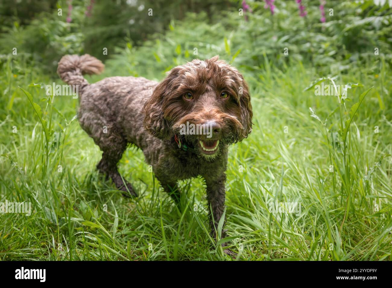 Brown Cockapoo dog in the Windsor forest in Berkshire Stock Photo - Alamy