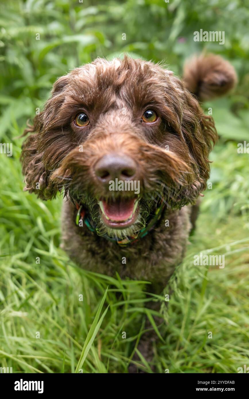 Brown Cockapoo dog in the Windsor forest in Berkshire Stock Photo - Alamy