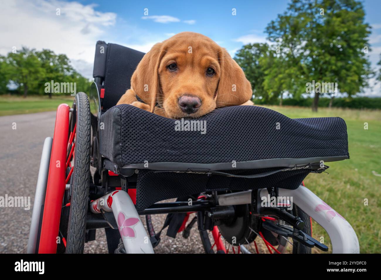 Labrador puppy dog in a wheelchair on the Long Walk in Windsor Stock ...