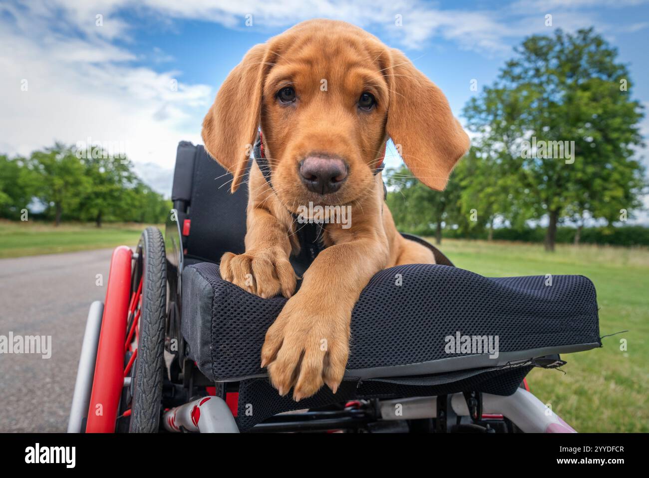 Labrador puppy dog in a wheelchair on the Long Walk in Windsor Stock ...
