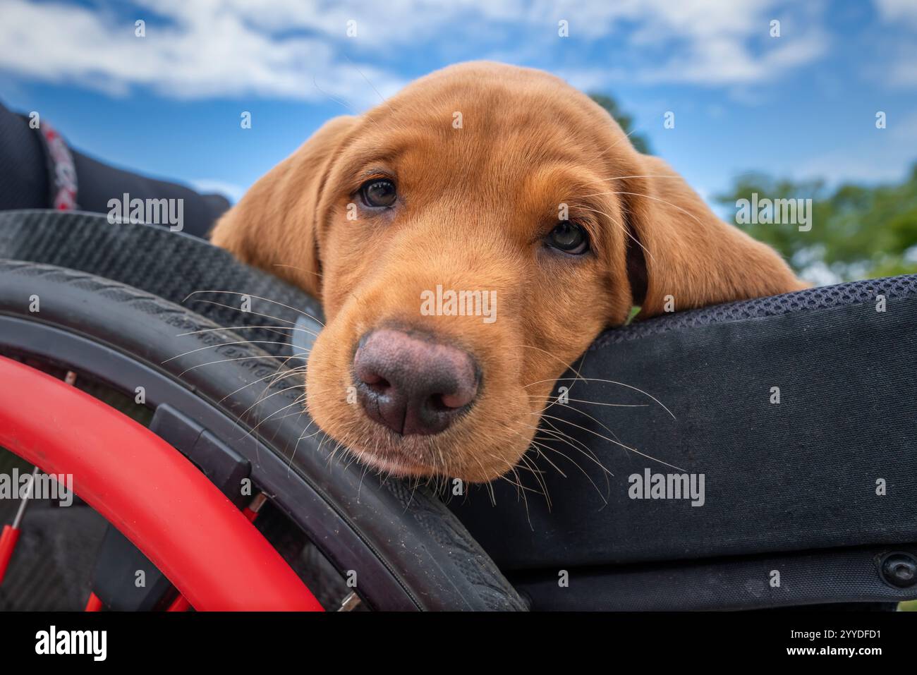 Labrador puppy dog in a wheelchair on the Long Walk in Windsor Stock ...
