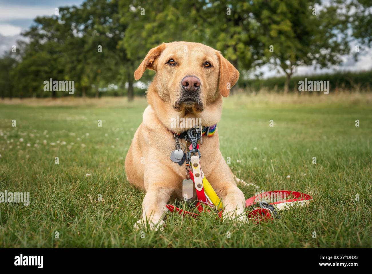 Labrador assistance dog on the Long Walk in Windsor Berkshire Stock ...