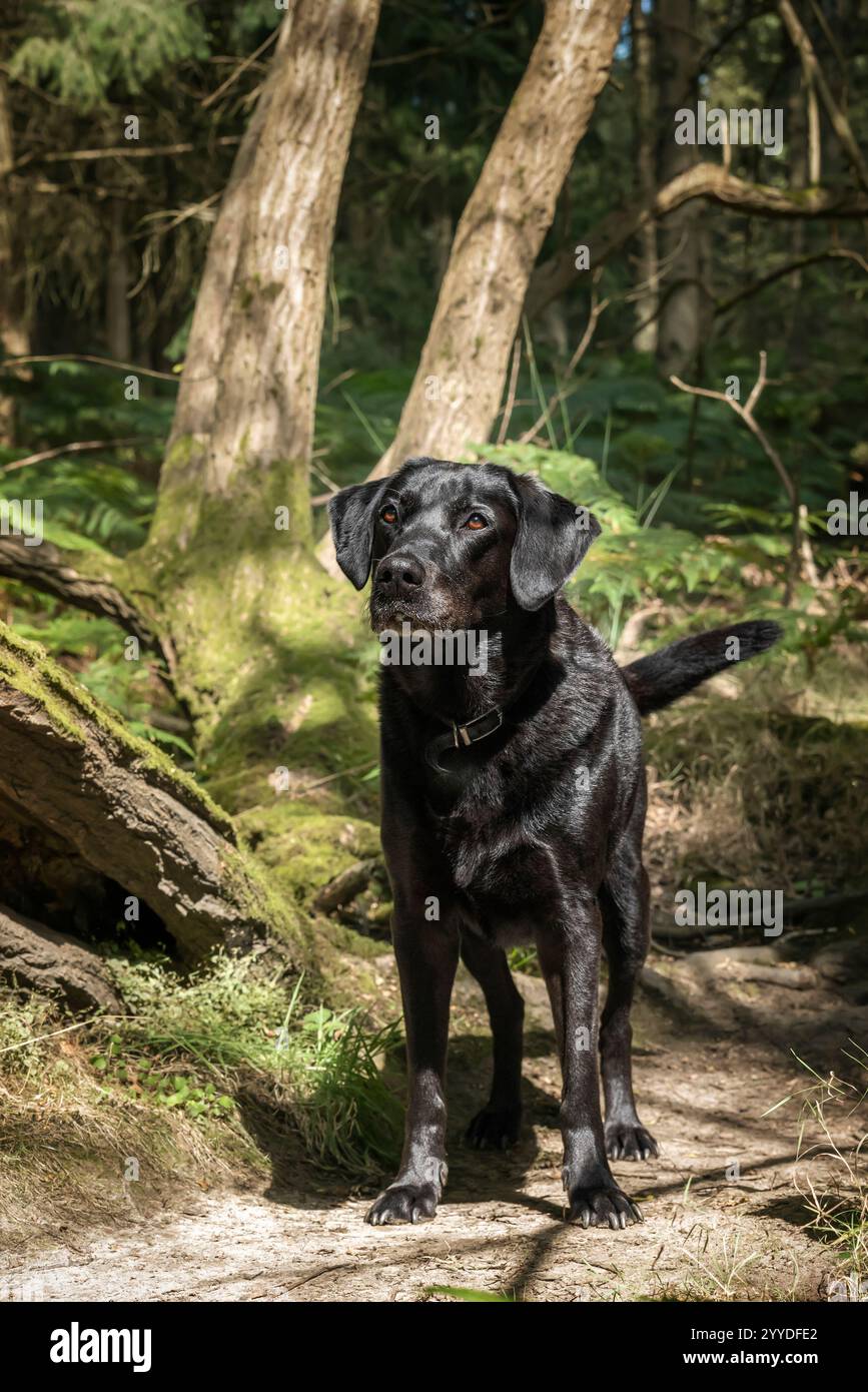 Black Labrador dog in Windsor forest Great Park Stock Photo - Alamy