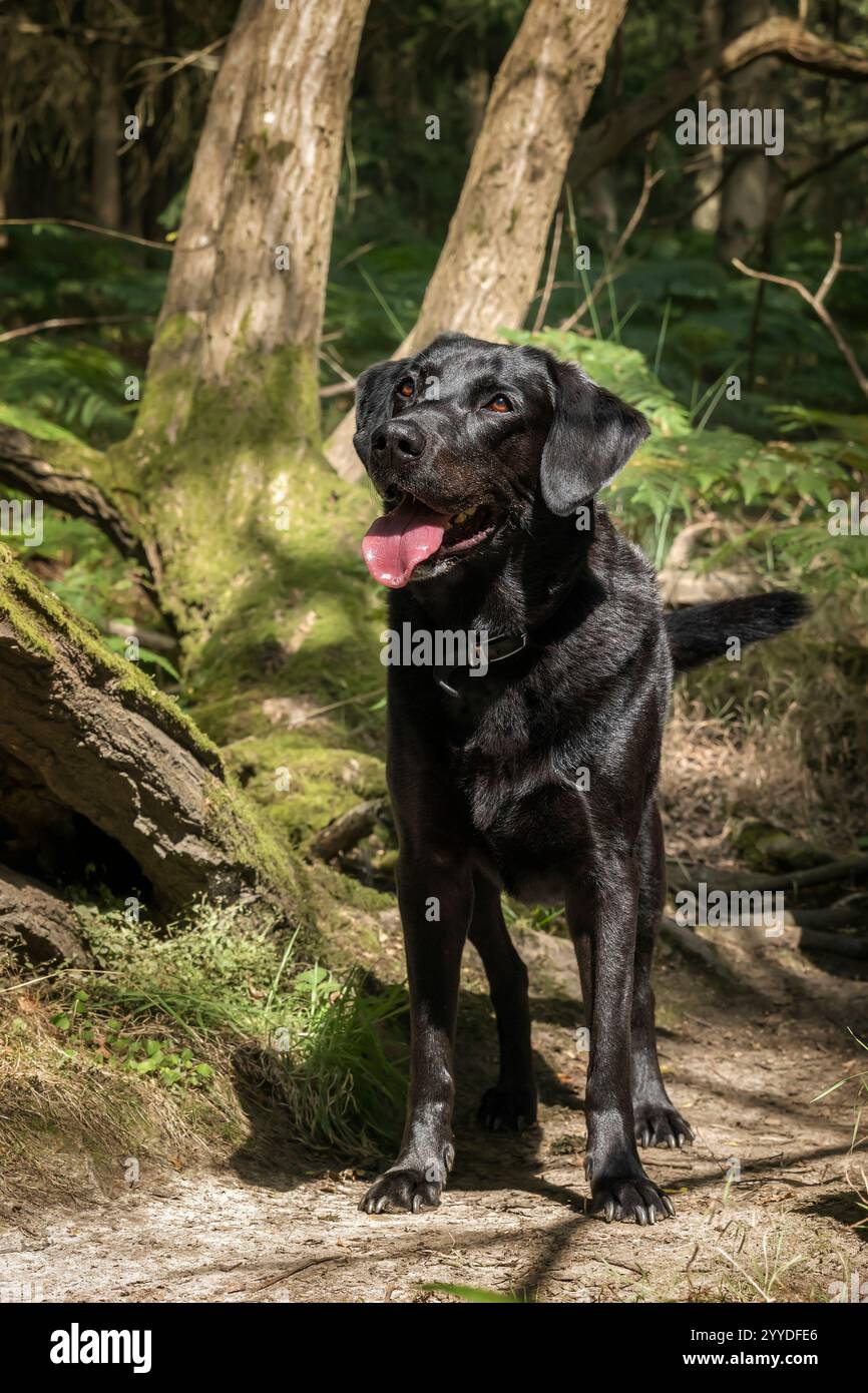 Black Labrador dog in Windsor forest Great Park Stock Photo - Alamy