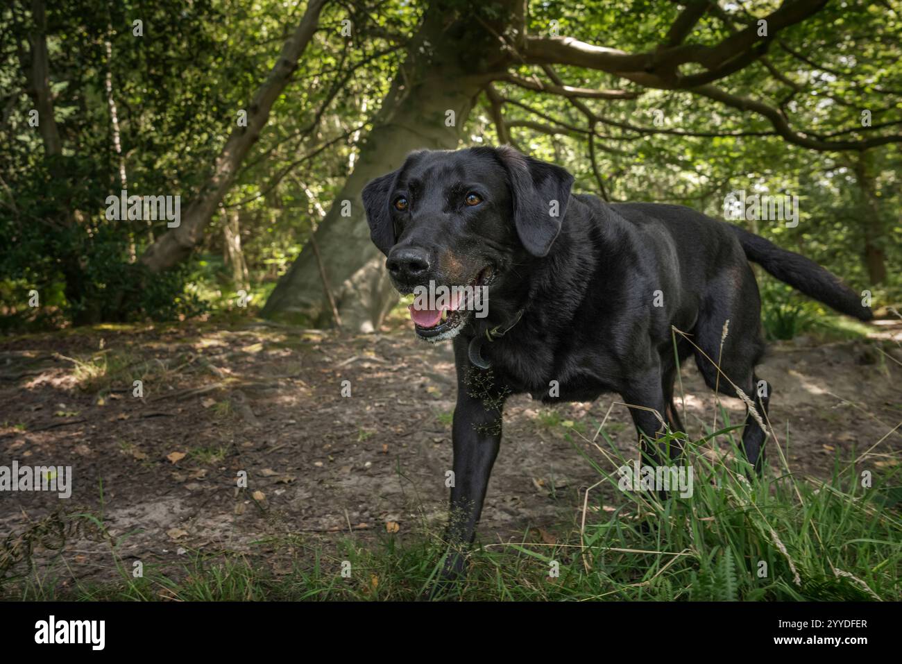 Black Labrador dog in Windsor forest Great Park Stock Photo - Alamy