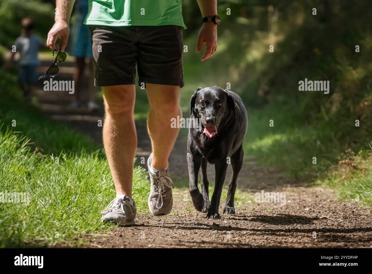 Black Labrador dog in Windsor forest Great Park Stock Photo - Alamy