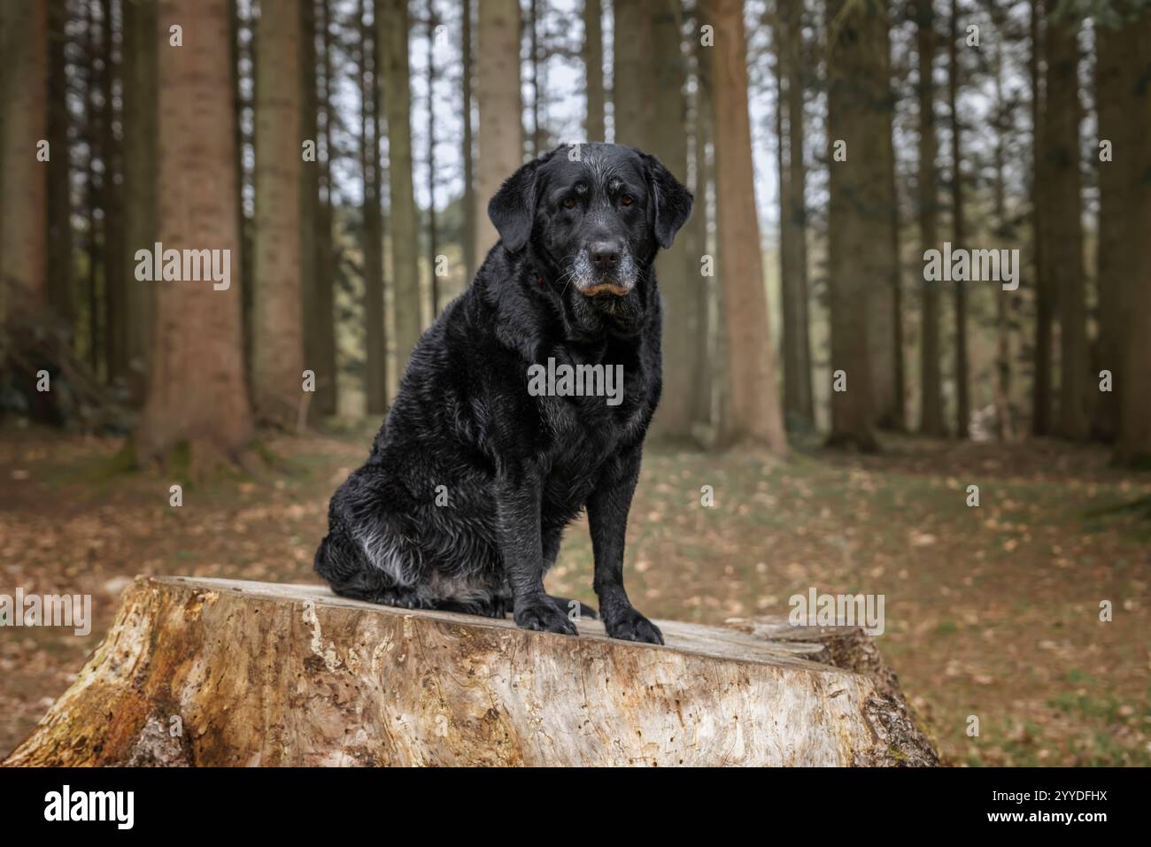 Black Labrador Retriever dog at Virginia Water Stock Photo - Alamy