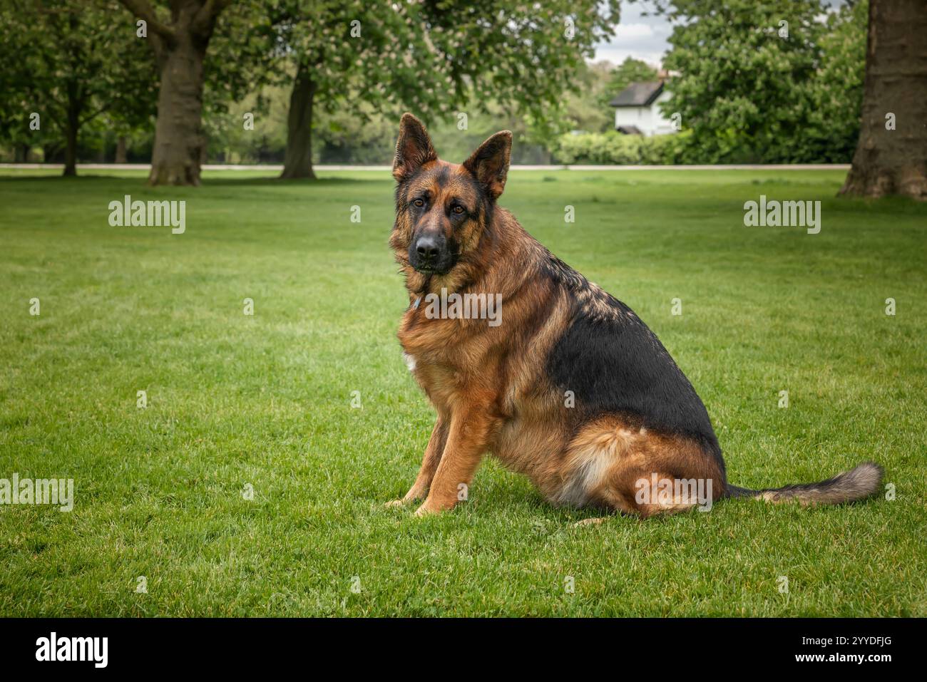 German Shepherd Dog GSD on Windsor Long Walk with head tilt Stock Photo ...