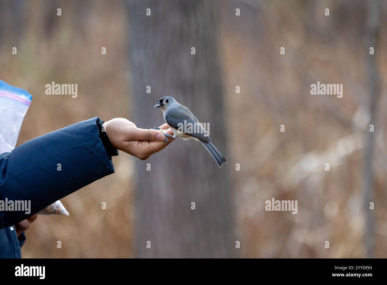 Female tufted titmouse hi-res stock photography and images - Alamy
