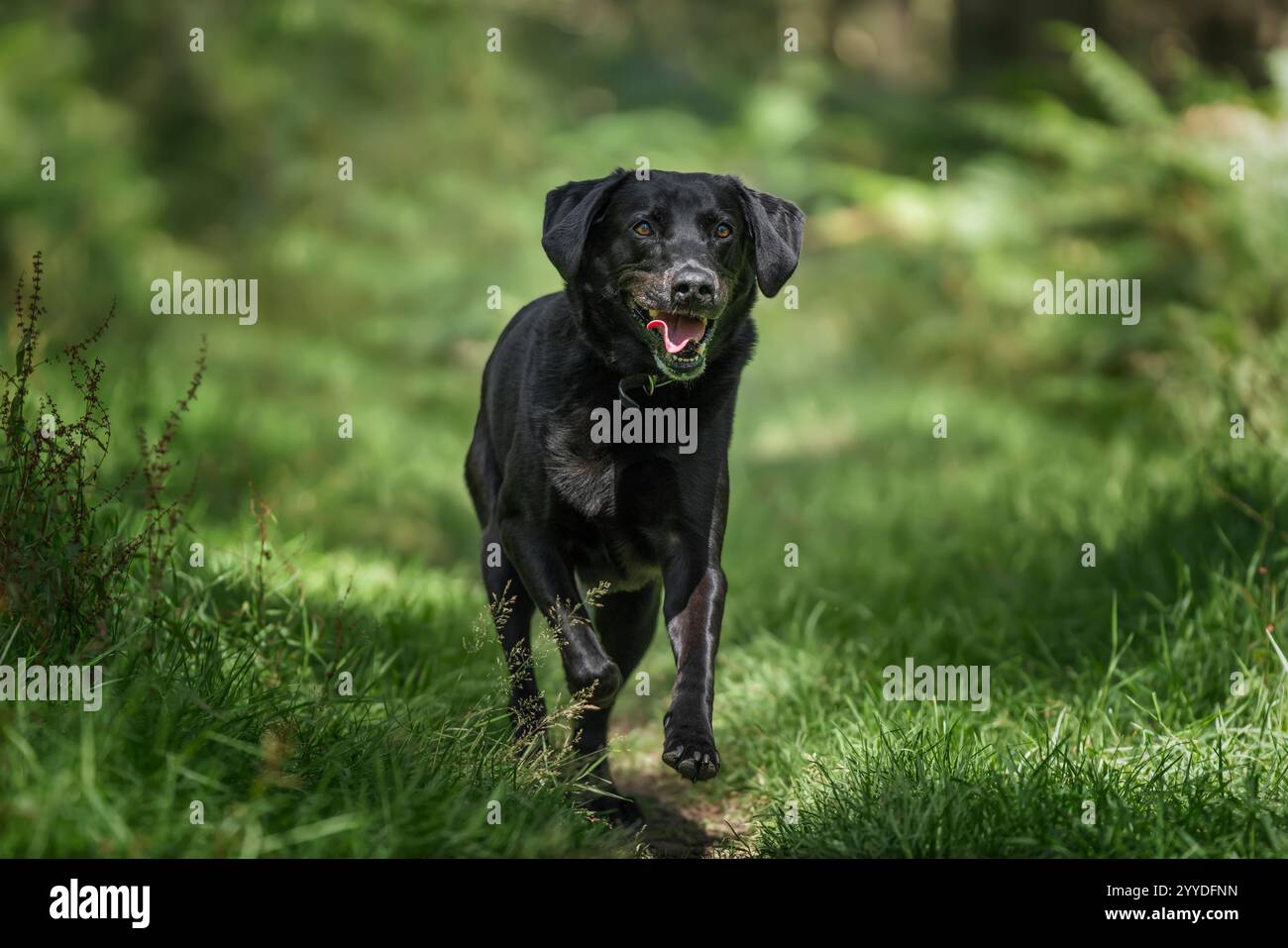 Black Labrador dog in Windsor forest Great Park Stock Photo - Alamy