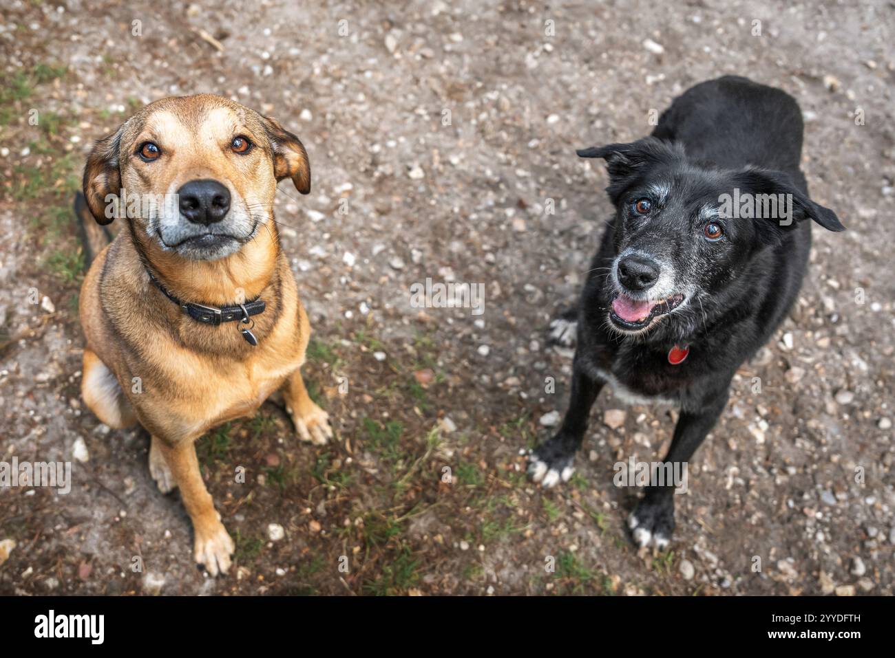 Romanian Street Dog with Senior Labrador Border Collie Cross looking up with puppy eyes Stock ...
