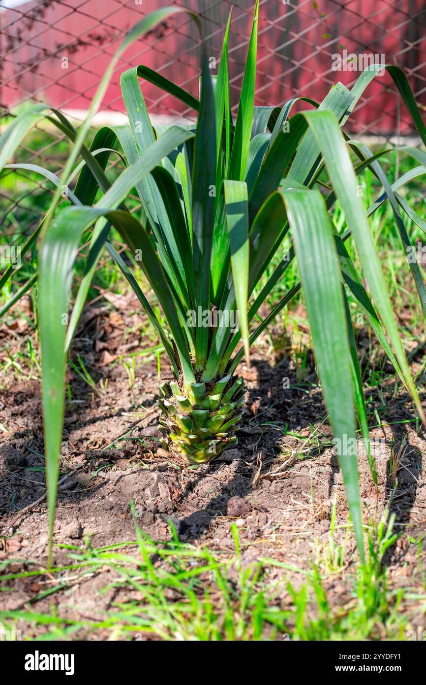 Formation of a growing yucca filamentosa tree in the home garden area ...
