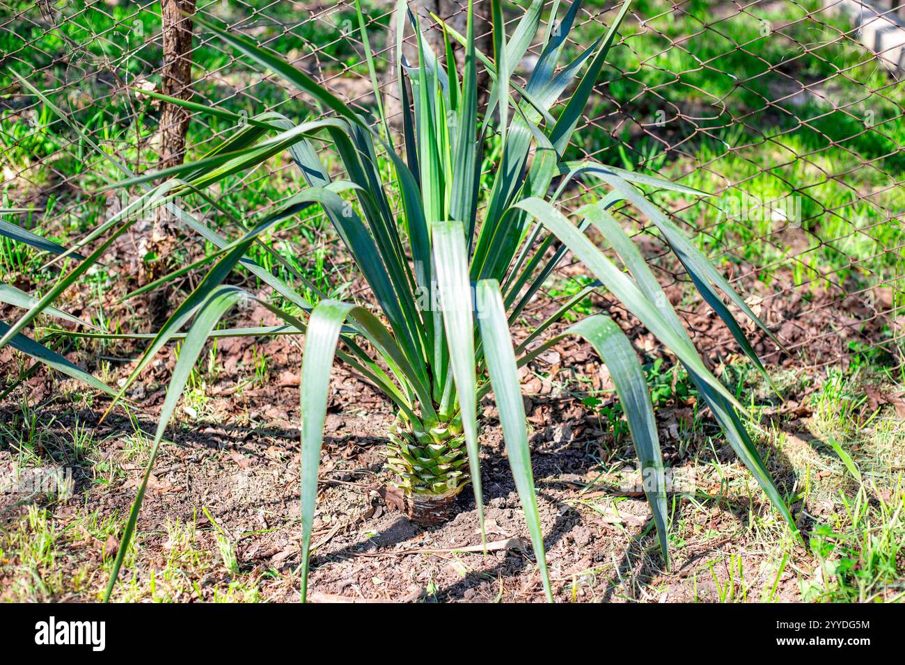 Formation of a growing yucca filamentosa tree in the home garden area ...