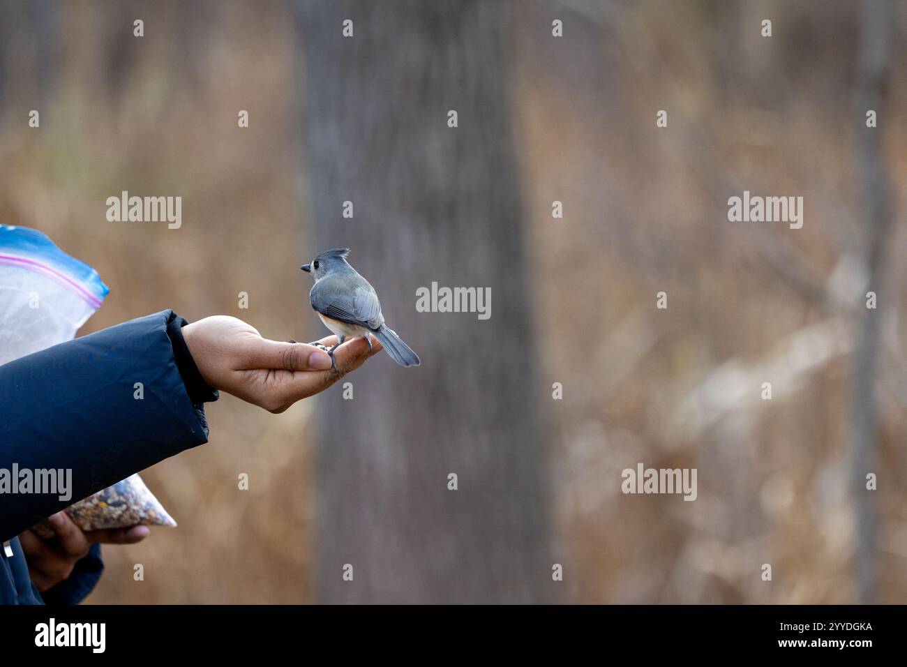 Female tufted titmouse hi-res stock photography and images - Alamy