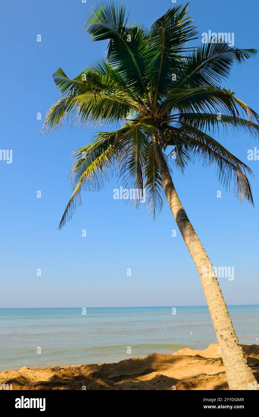 Tropical beach with coconut palm tree. Vertical photo Stock Photo - Alamy