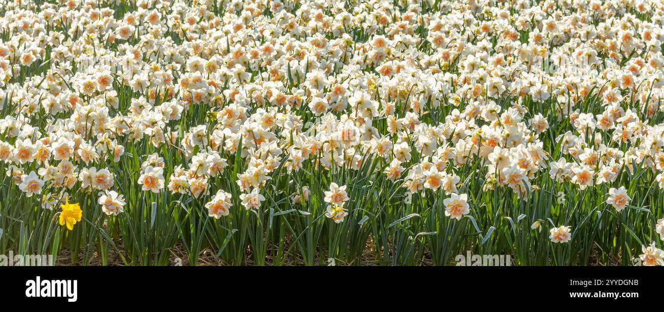 A field full of daffodils hi-res stock photography and images - Alamy