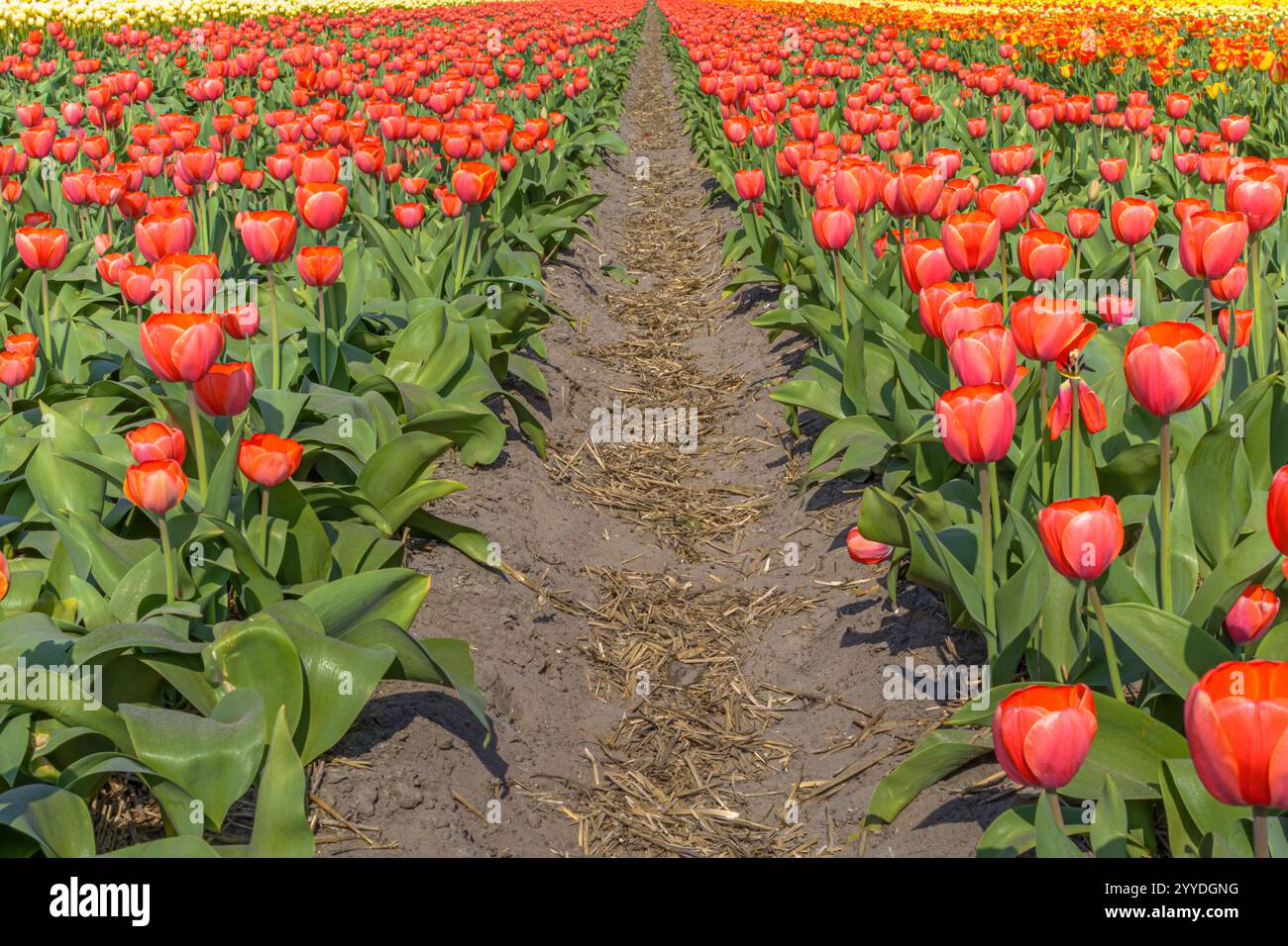 Fields rows red tulips hi-res stock photography and images - Alamy