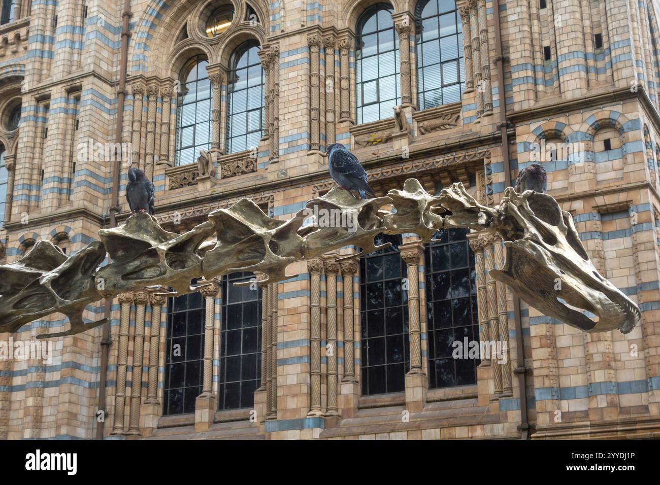 Skeleton cast diplodocus dinosaur hi-res stock photography and images ...