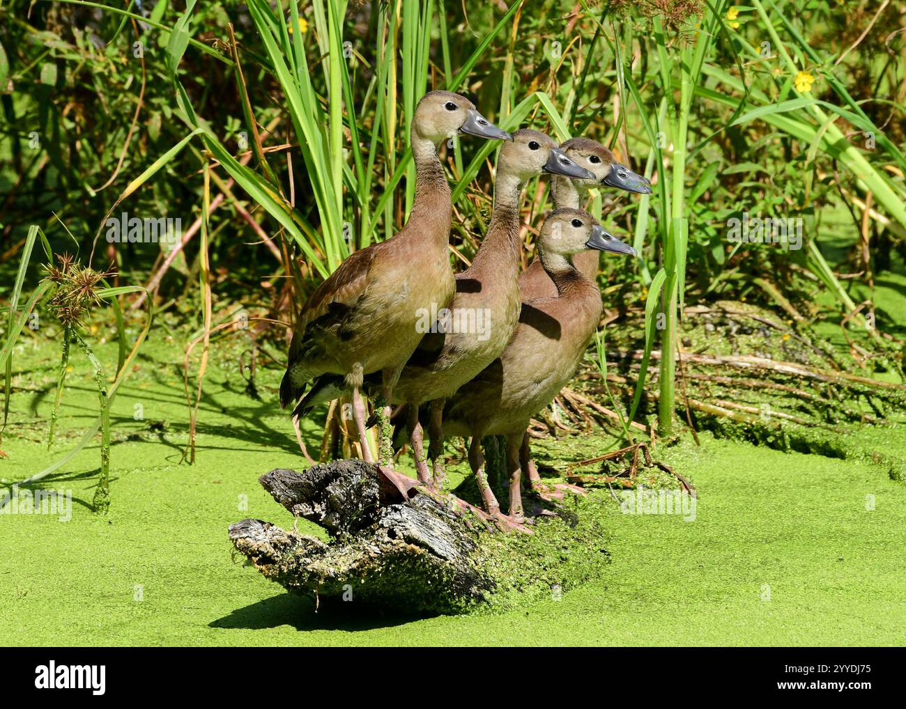Whistling black bellied ducks hi-res stock photography and images - Alamy
