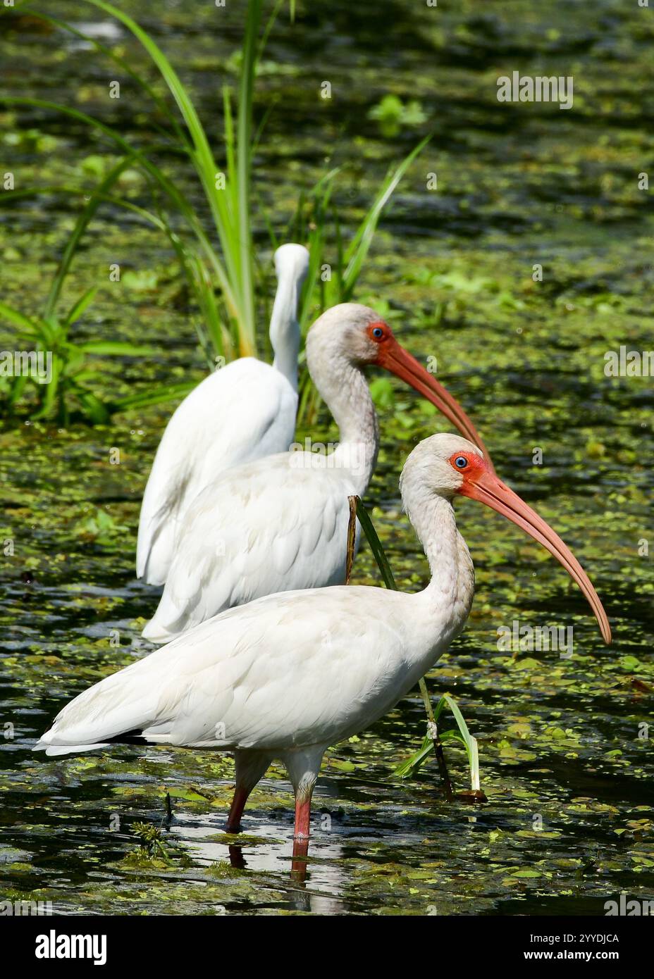 Ibis ibises animal bird hi-res stock photography and images - Alamy