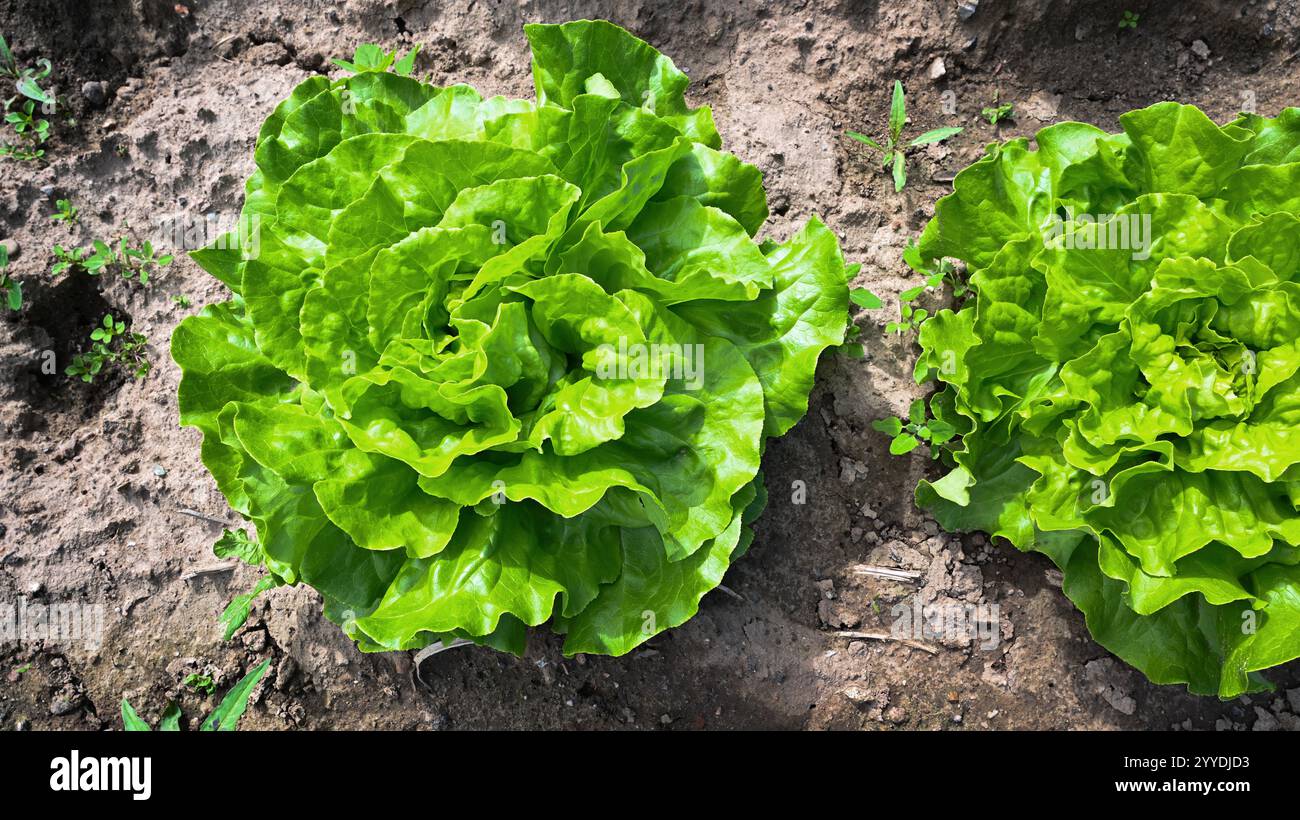 Close up lettuce plantation in hi-res stock photography and images - Alamy