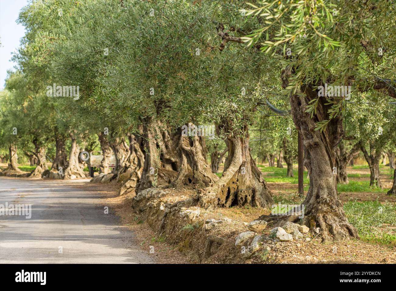 Beautiful country road winding through an ancient olive tree garden in ...