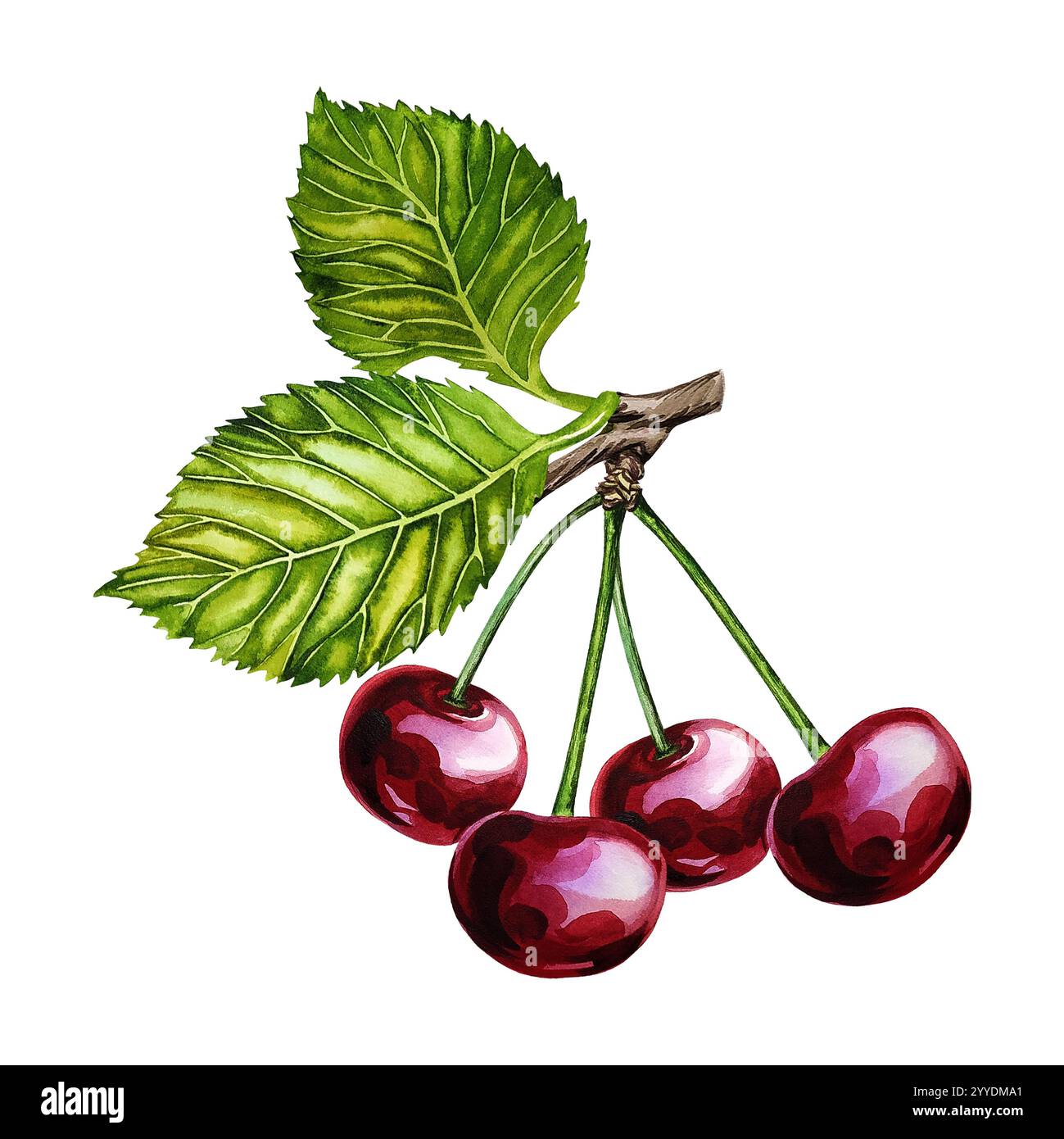 Cherry fruits on a twig with leaves. Hand-drawn watercolor illustration ...