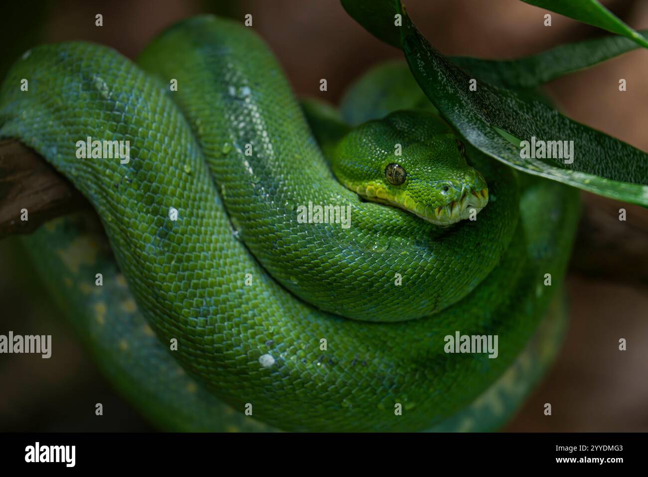 Ein Grüner Baumpython Morelia viridis im Tierpark Berlin ...