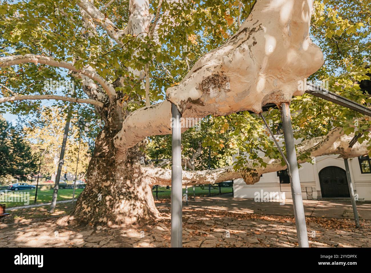 Sycamore tree roots hi-res stock photography and images - Alamy