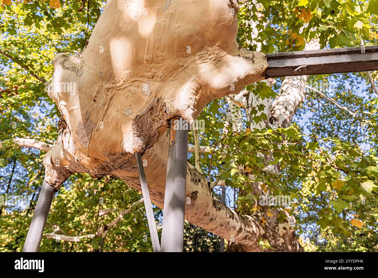 Sycamore tree roots hi-res stock photography and images - Alamy