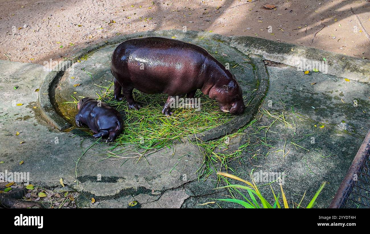 A baby hippo sleeping near its mother at Khao Kheow Zoo in Chonburi ...