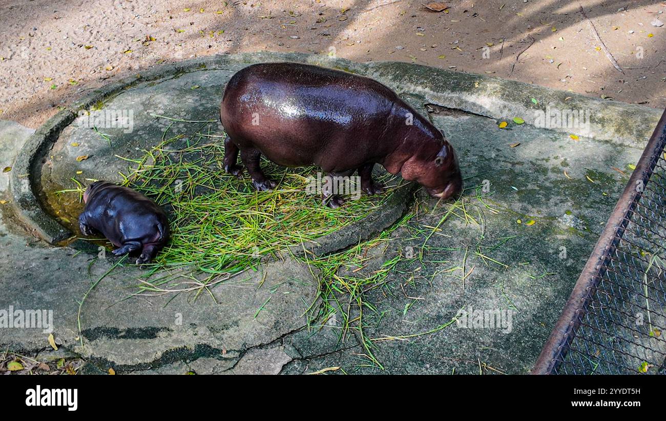 A baby hippo sleeping near its mother at Khao Kheow Zoo in Chonburi ...