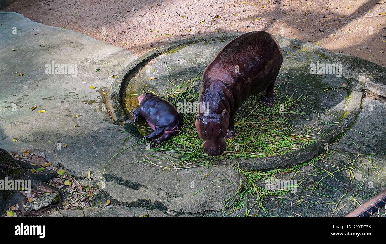 A baby hippo sleeping near its mother at Khao Kheow Zoo in Chonburi ...