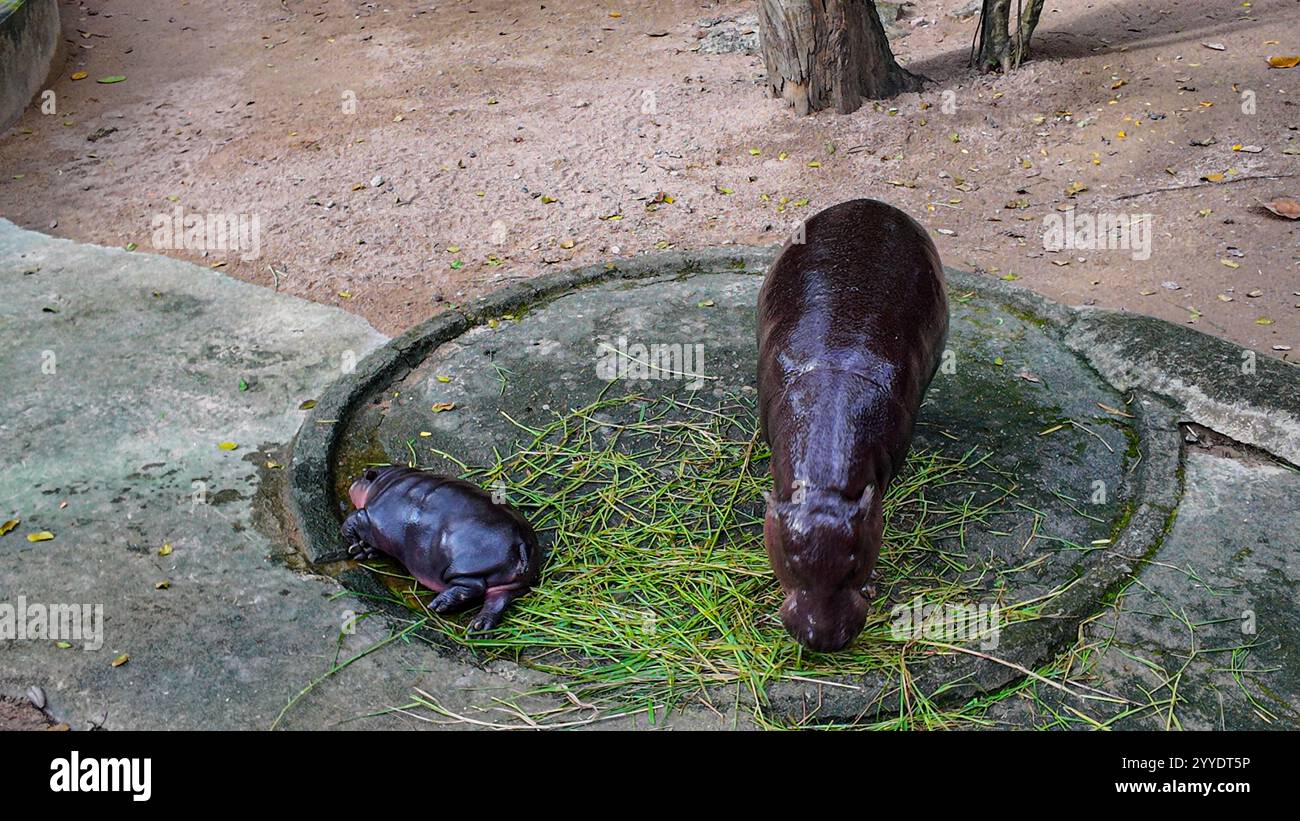 A baby hippo sleeping near its mother at Khao Kheow Zoo in Chonburi ...