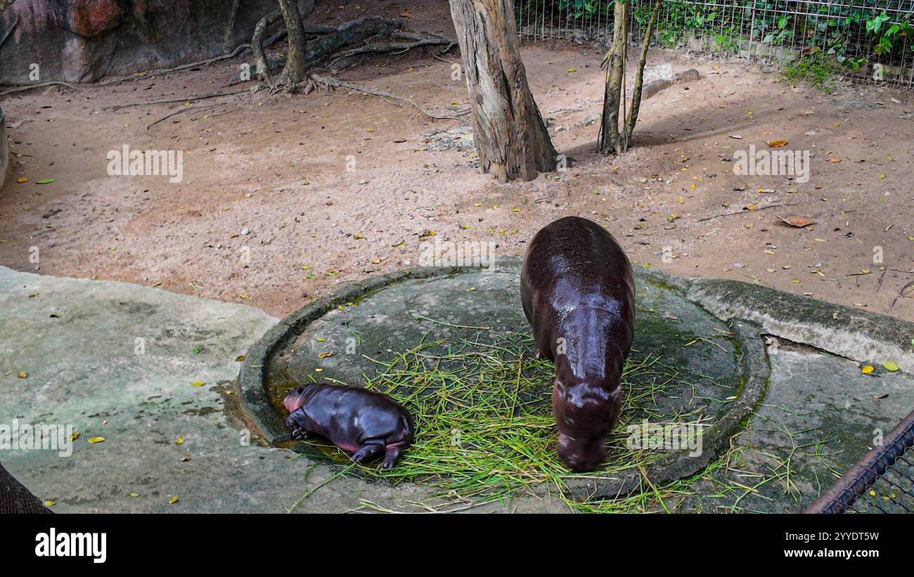 A baby hippo sleeping near its mother at Khao Kheow Zoo in Chonburi ...