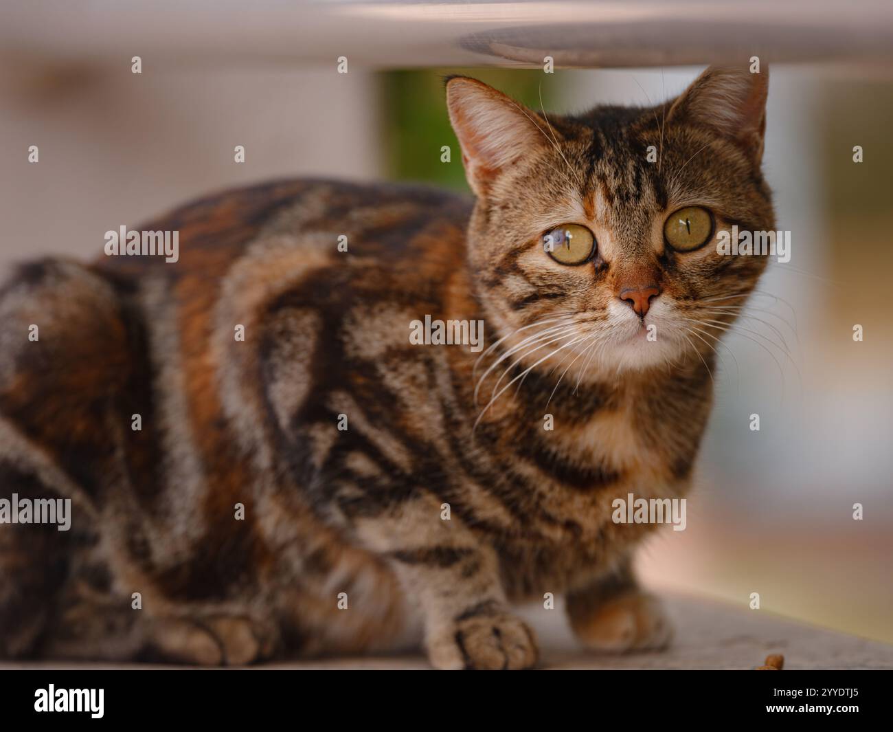 Street cats of Turkey roam freely, lounging, playing, and exploring the ...