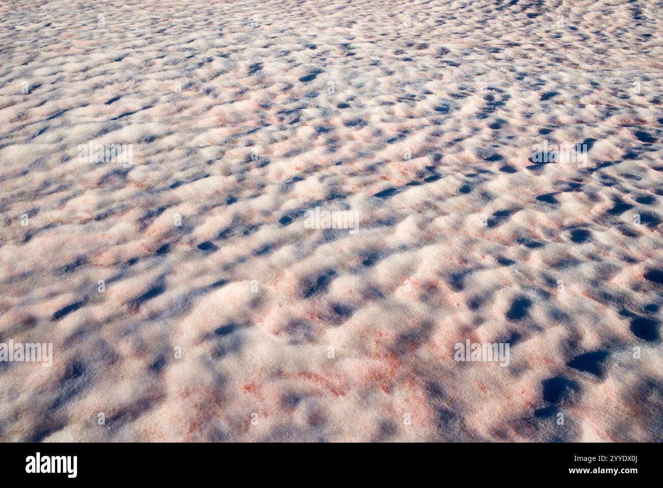 This dramatic overview captures the striking sight of blood snow across ...