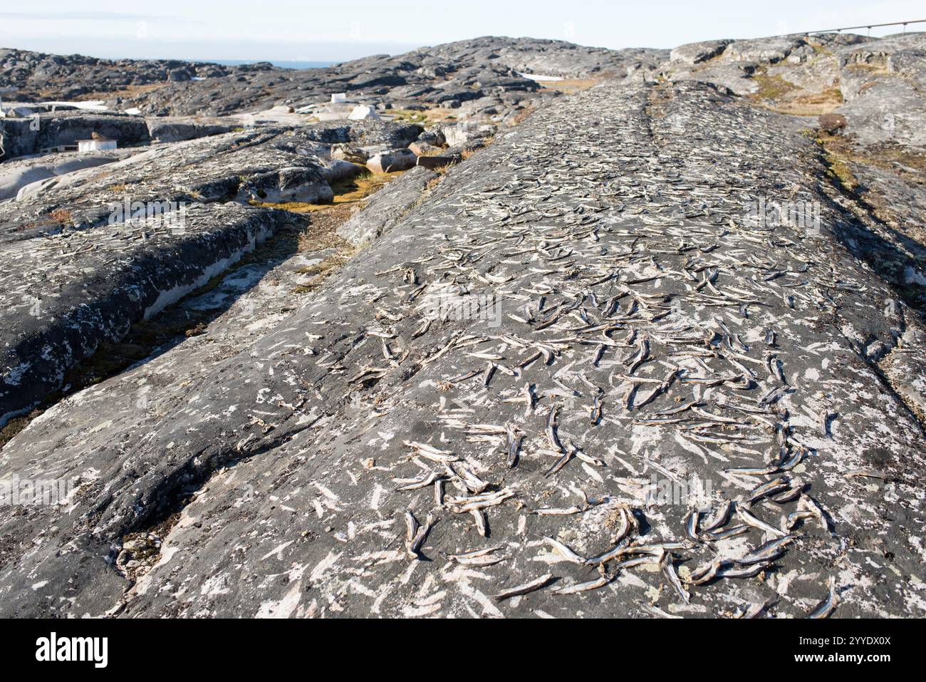 Dried capelin is a keystone food in the Indigenous Greenlandic diet ...