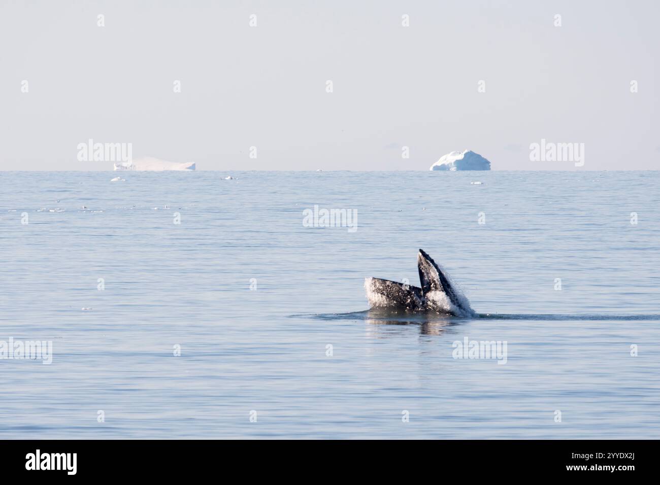 A magnificent humpback whale (Megaptera novaeangliae) breaches the icy ...