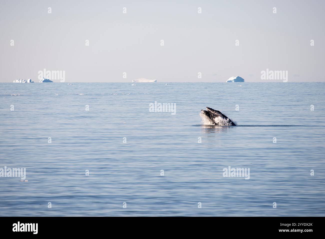 A magnificent humpback whale (Megaptera novaeangliae) breaches the icy ...