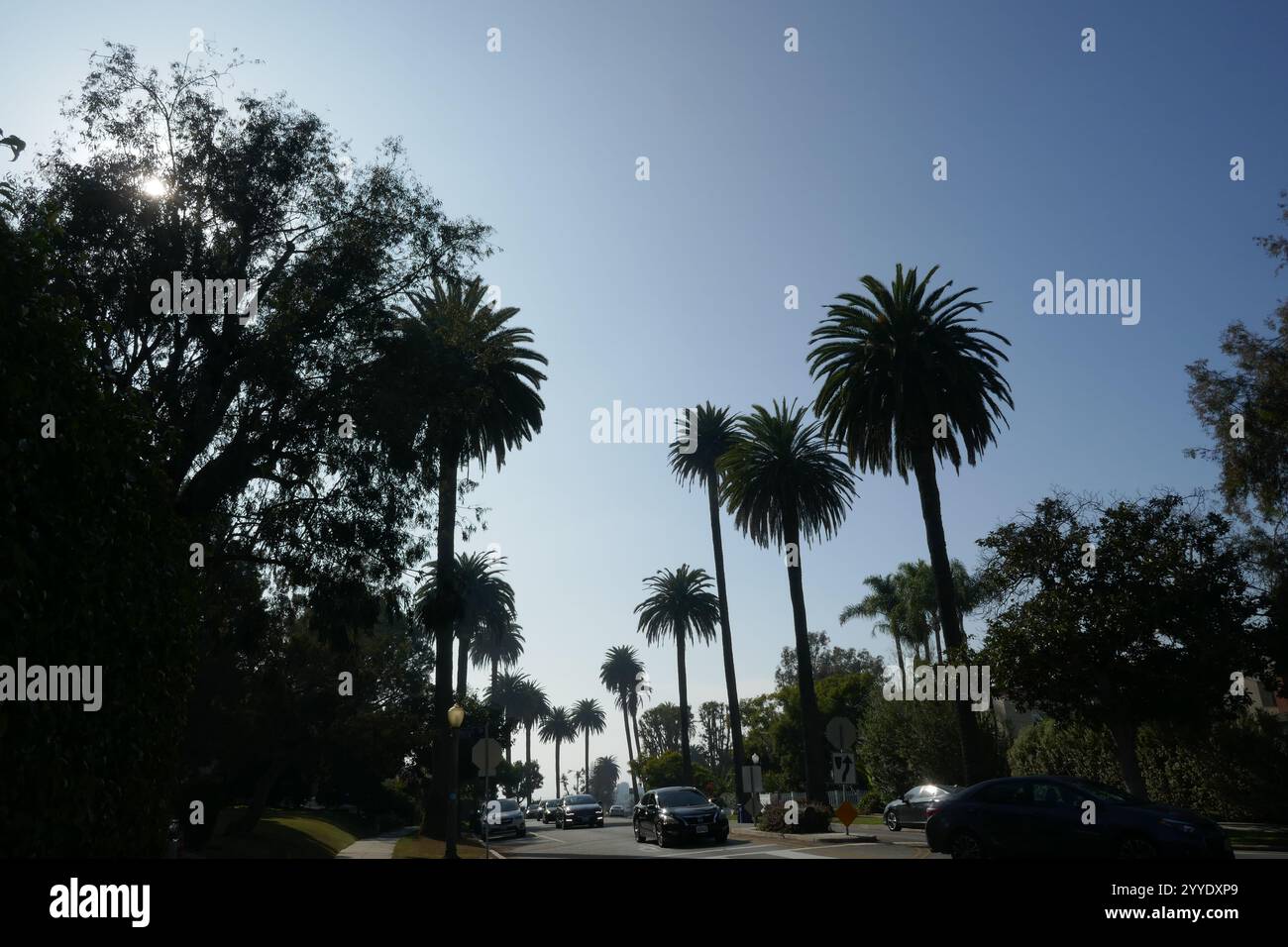 Los Angeles, California, USA 20th December 2024 Palm Trees in Cheviot ...