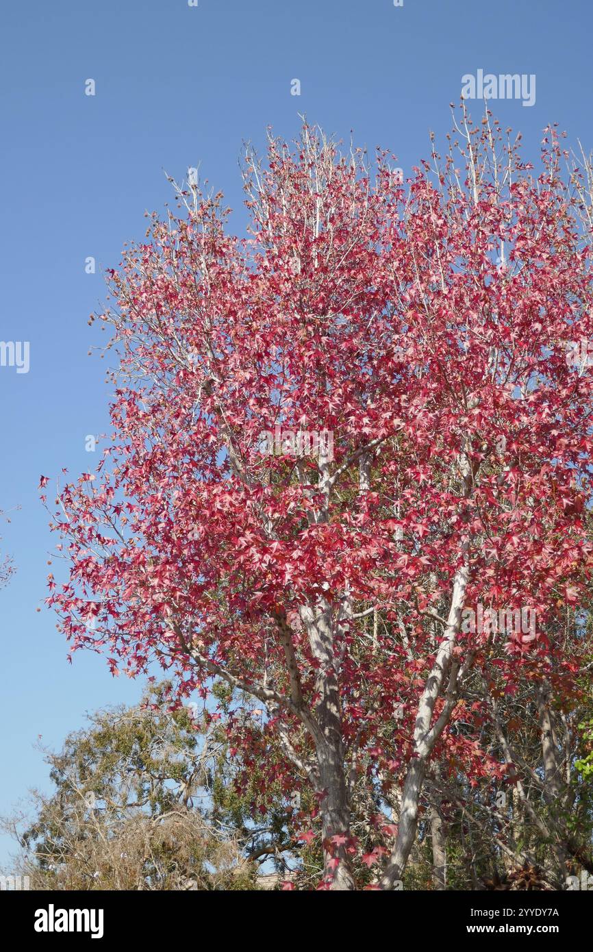 Los Angeles, California, USA 20th December 2024 Red Leaves on Trees on ...
