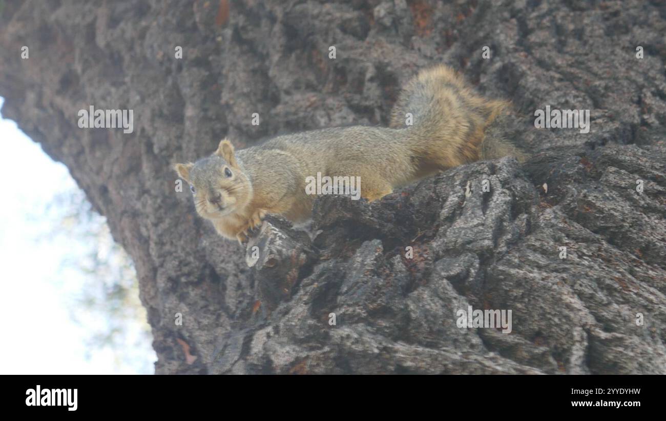Los Angeles, California, USA 20th December 2024 Squirrel on Dunleer ...